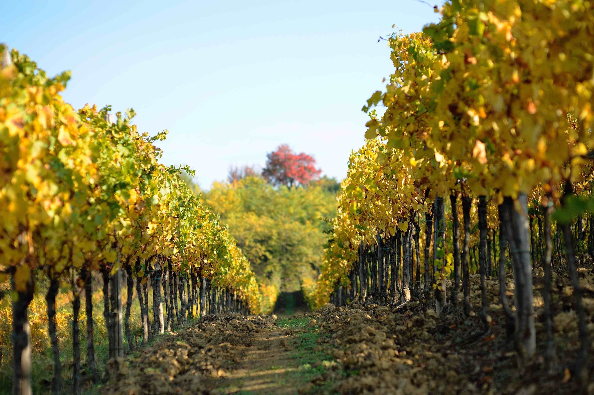 Vitigni autoctoni - Sommelier Wine Box