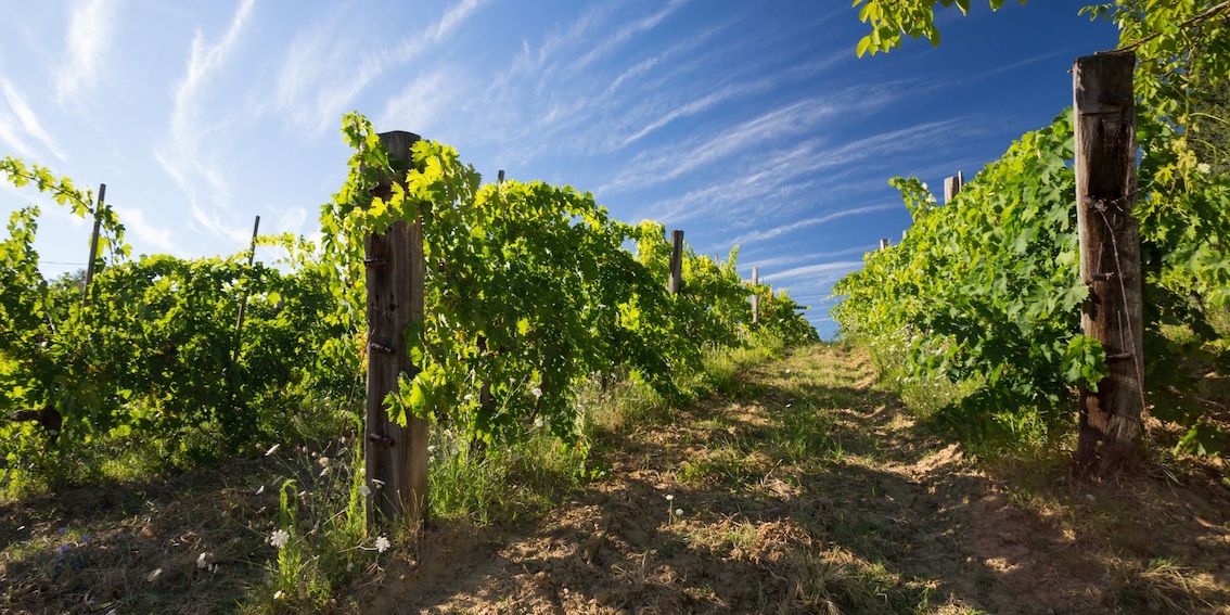 Everything you need to know about Greek wines